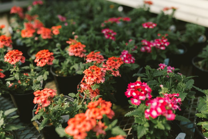 Spring Flowers – Mill Creek Gardens